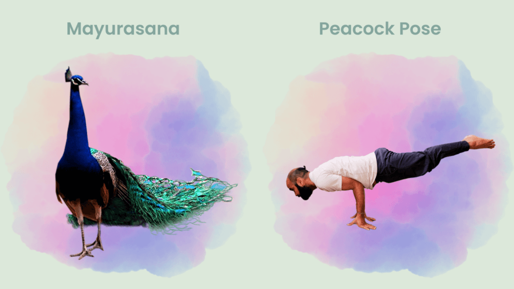Master the Peacock Pose (Mayurasana) - Benefits, Steps & Tips